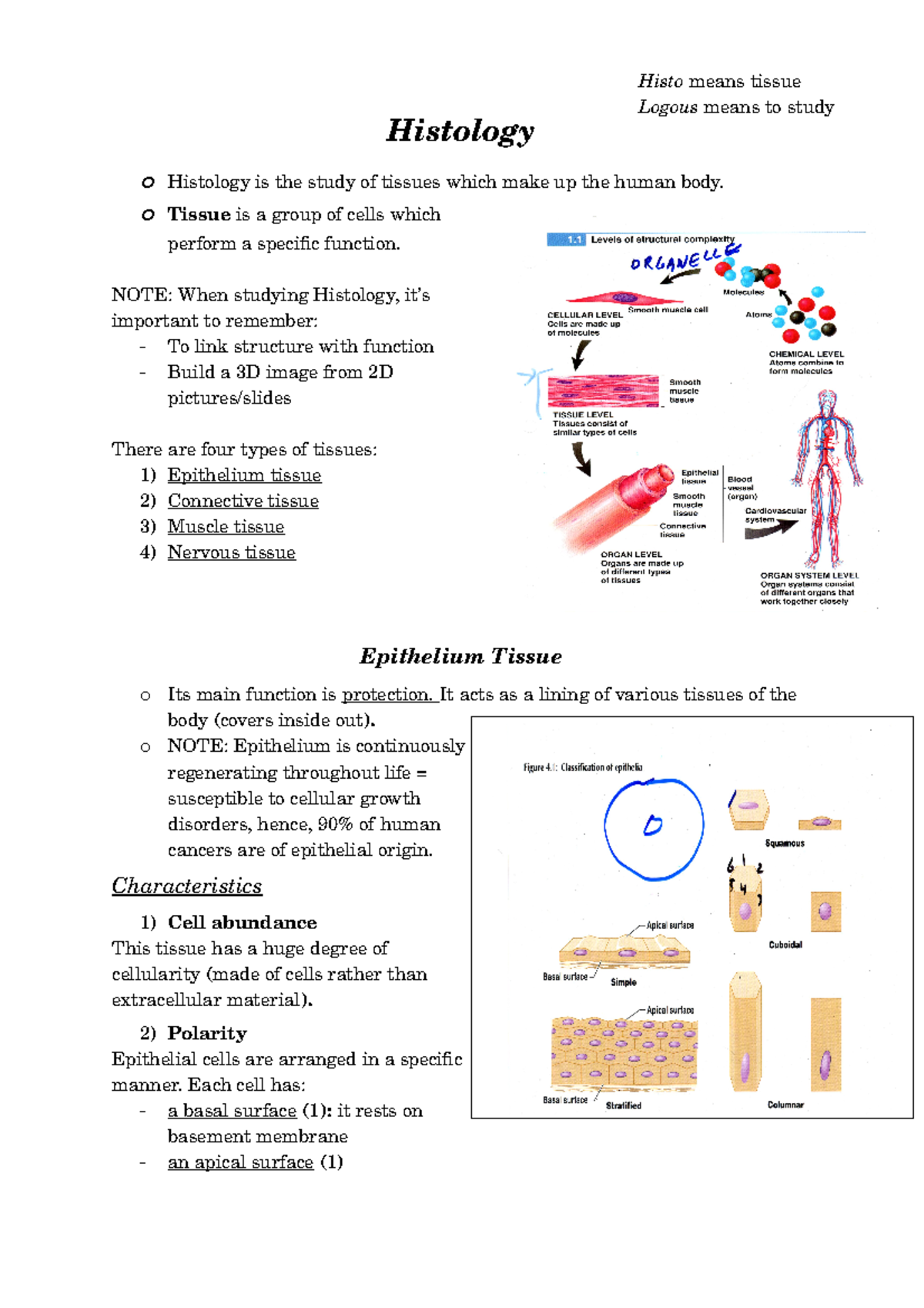 Histology summary 2020 notes - Histology o Histology is the study of ...
