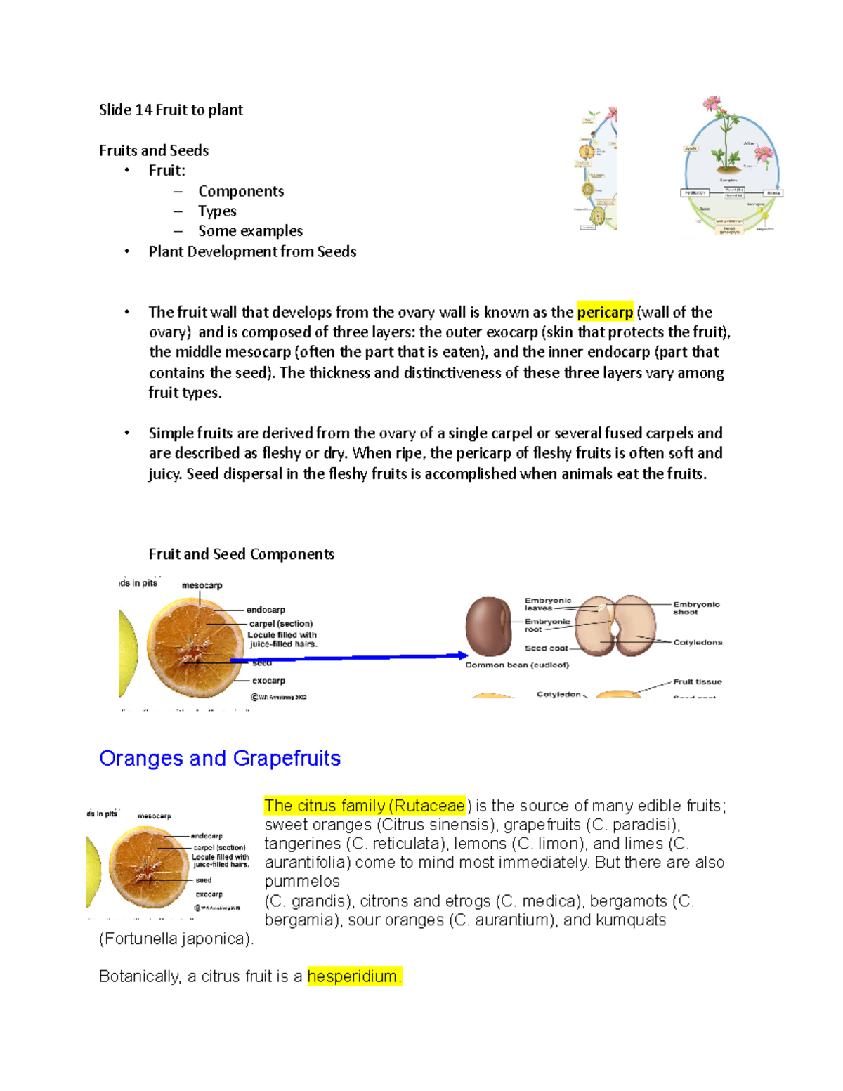 Slide 14 Fruit to plant - NOTES - Slide 14 Fruit to plant Fruits and ...