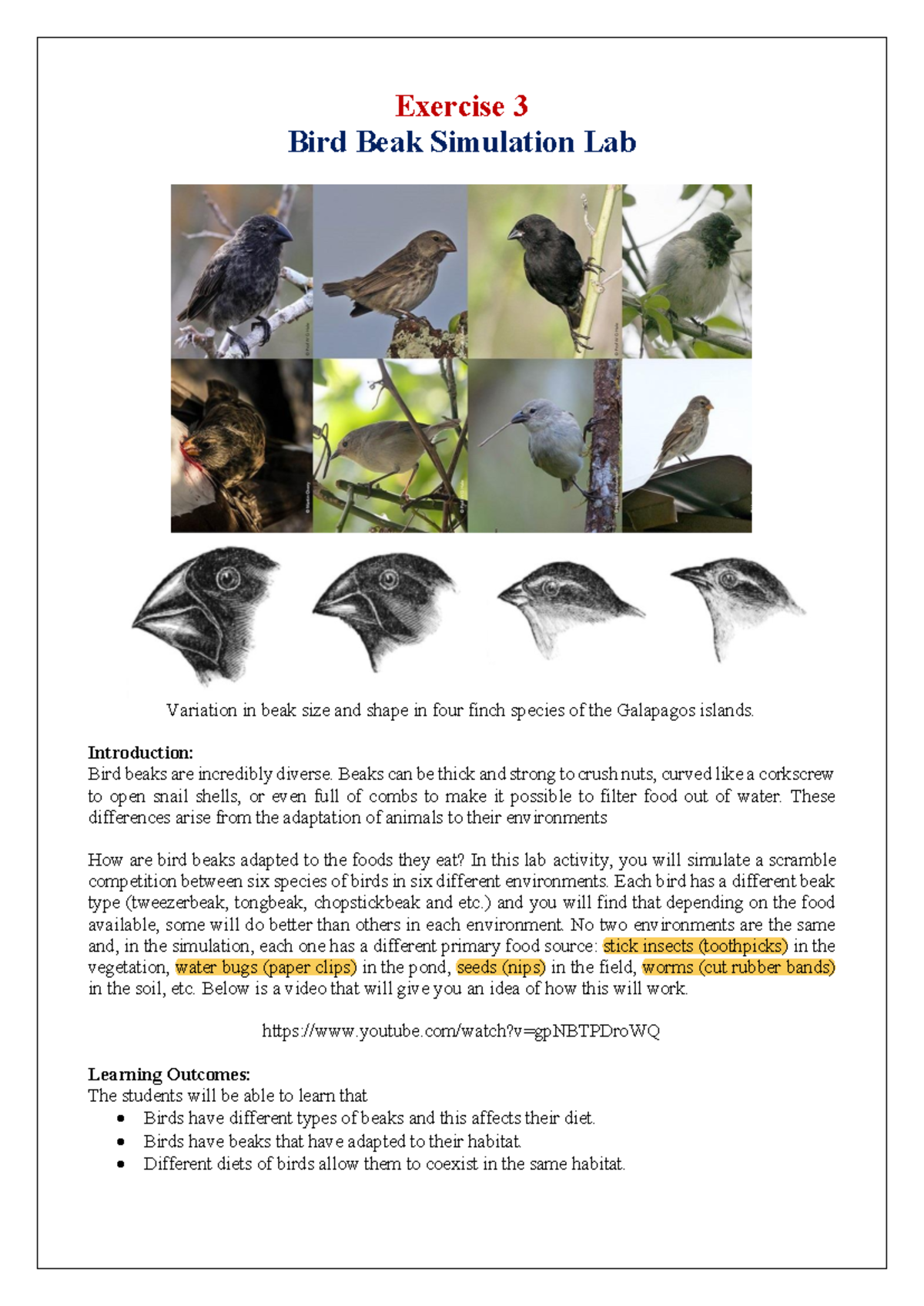 Bird beak simulation - Exercise 3 Bird Beak Simulation Lab Variation in ...