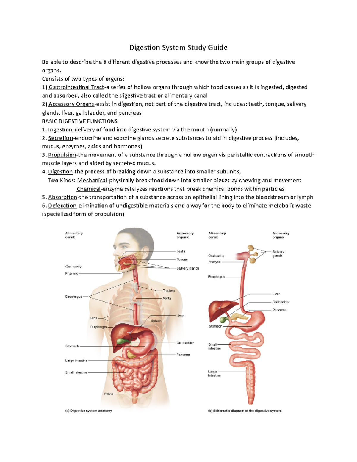 Digestion System Study Guide - Consists of two types of organs ...