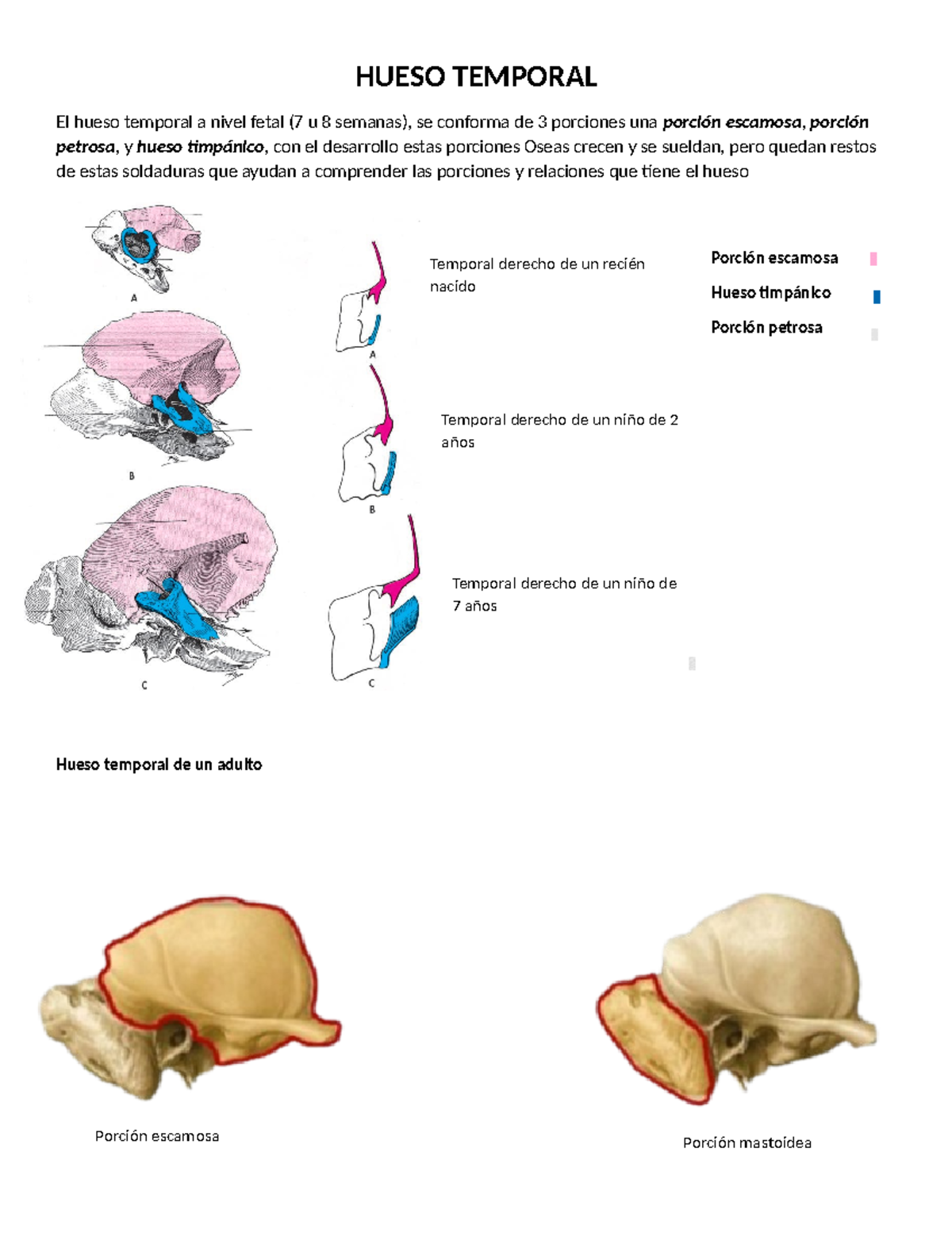 Hueso Temporal - anatomia - HUESO TEMPORAL El hueso temporal a nivel ...