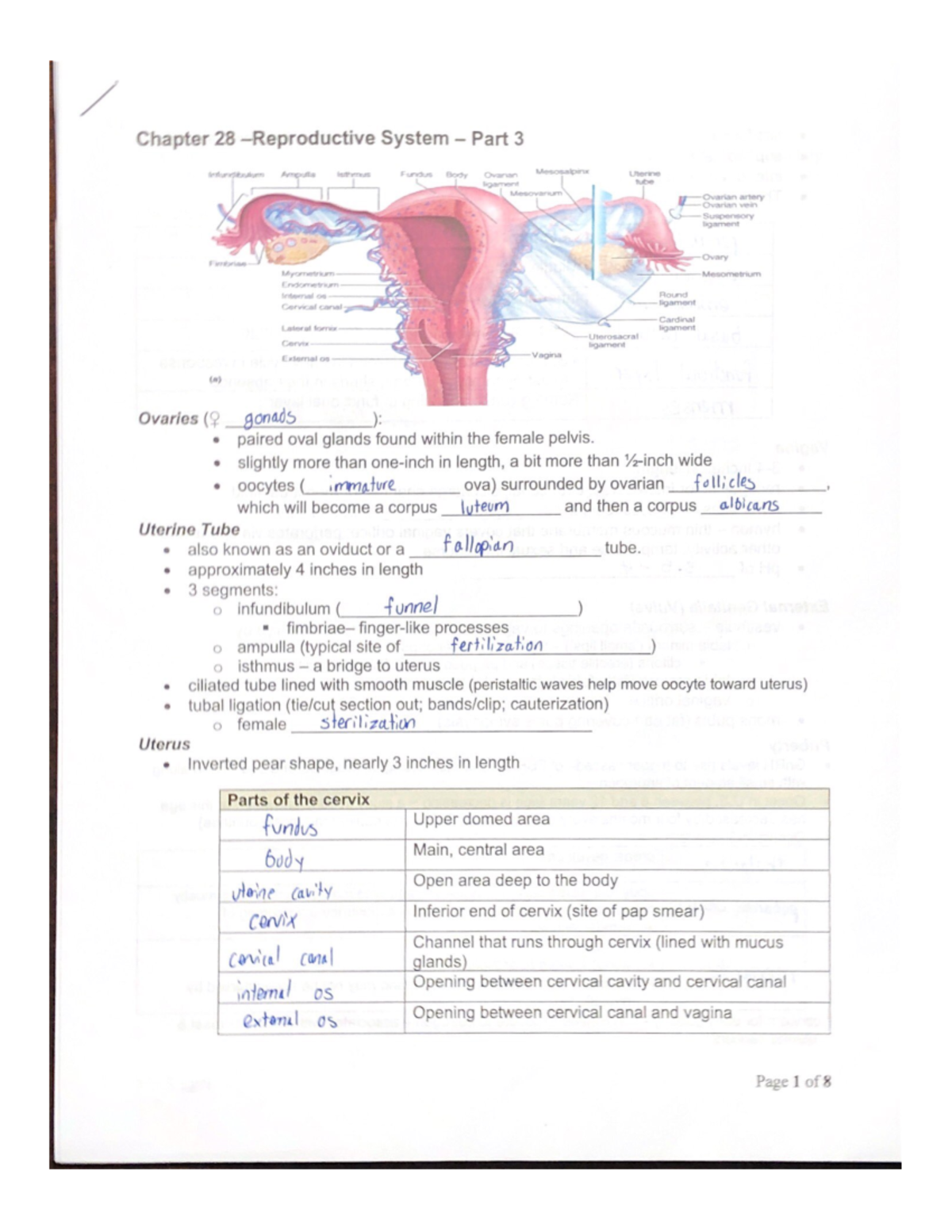 Notes for Chapter 28 - BIO 212 - Studocu