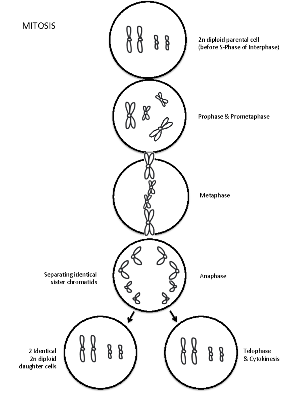 Mitosis Meiosis Coloring Worksheet - 2n diploid parental cell (before S ...