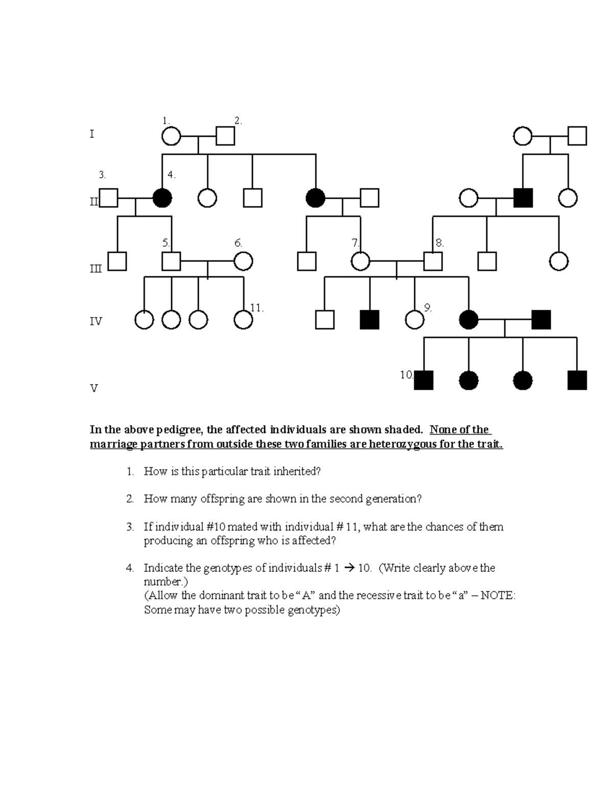 Pedigree worksheet - Practice for genotypes - 1. 2. I 3. 4. II 5. 6. 7 ...