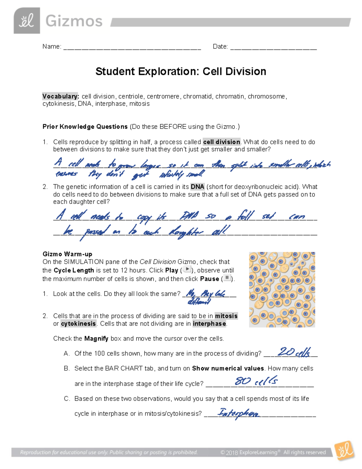 Gizmos+Cell Division SE - Name ...