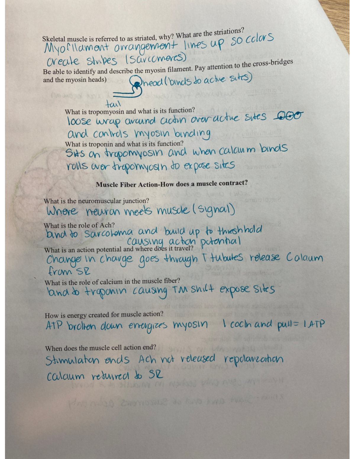 IMG 2950 - Muscular system exam review - MOVP 0205 - Studocu