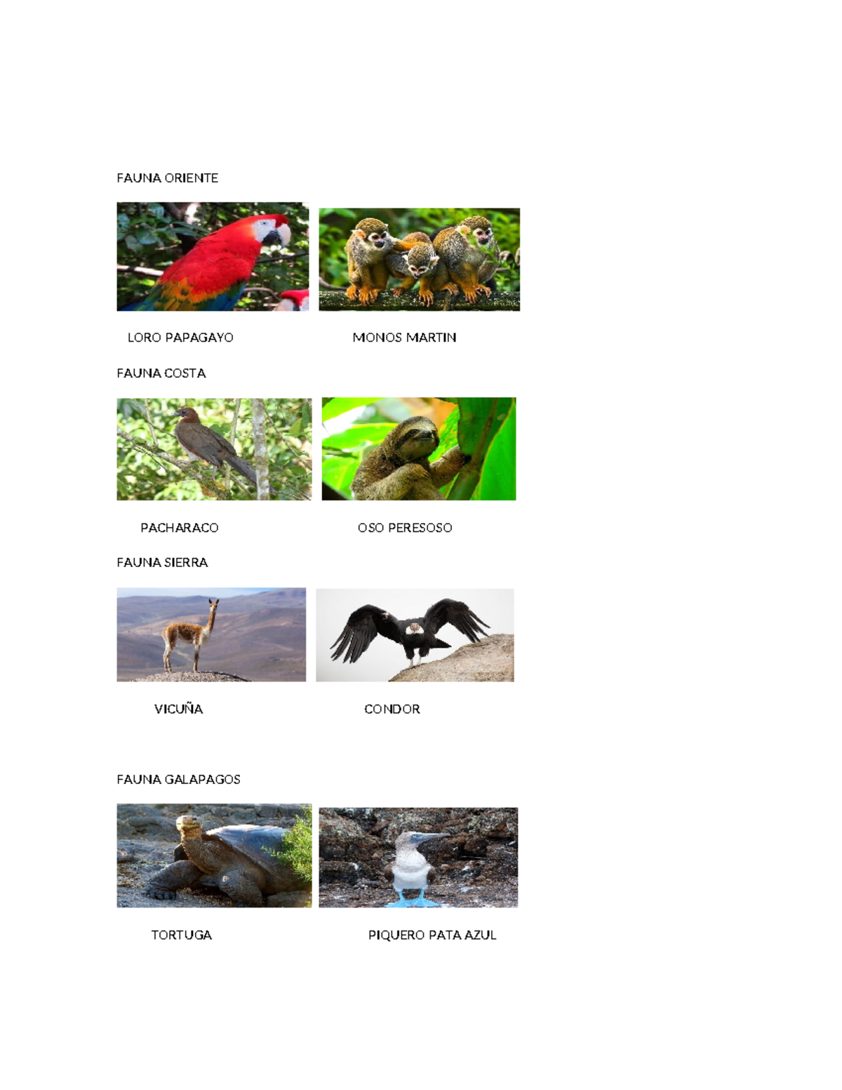 Fauna - Conservation Of Nature - FAUNA ORIENTE LORO PAPAGAYO MONOS ...