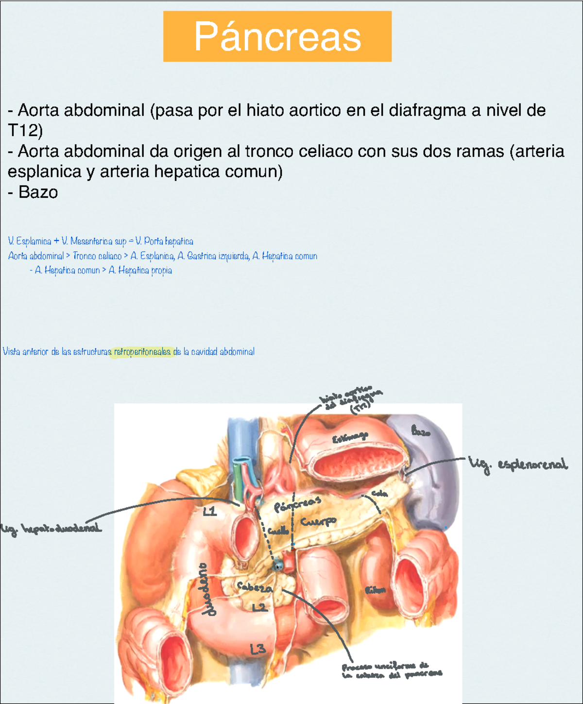 Pancreas Higado - resumen - Páncreas Aorta abdominal (pasa por el hiato ...