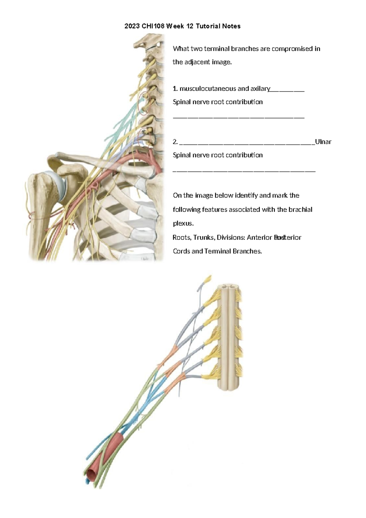 W12 - Tutorial Notes - 2023 CHI108 Week 12 Tutorial Notes What two ...