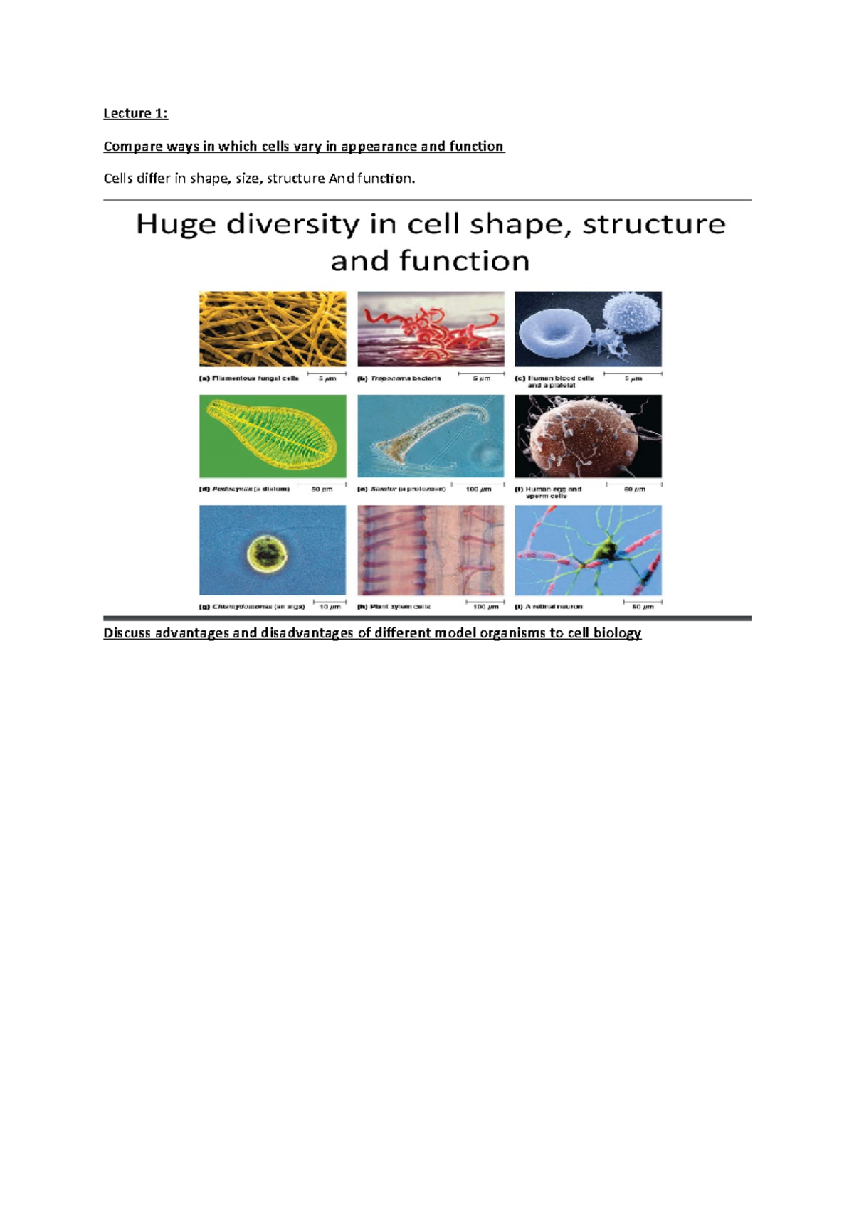 Cell form and functions (Auto Recovered) - Lecture 1: Compare ways in ...
