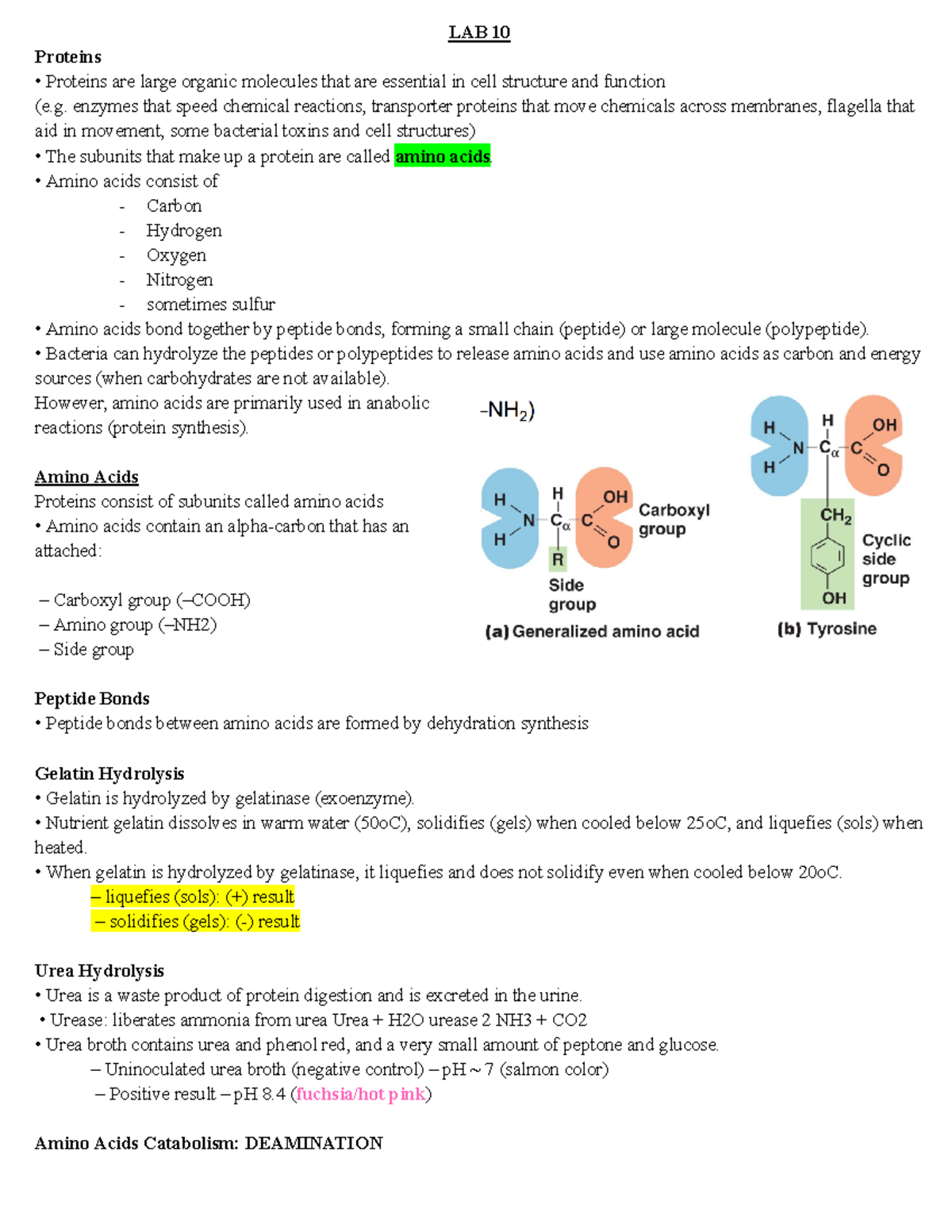 LAB Practicum 10 notes - LAB 10 Proteins Proteins are large organic ...