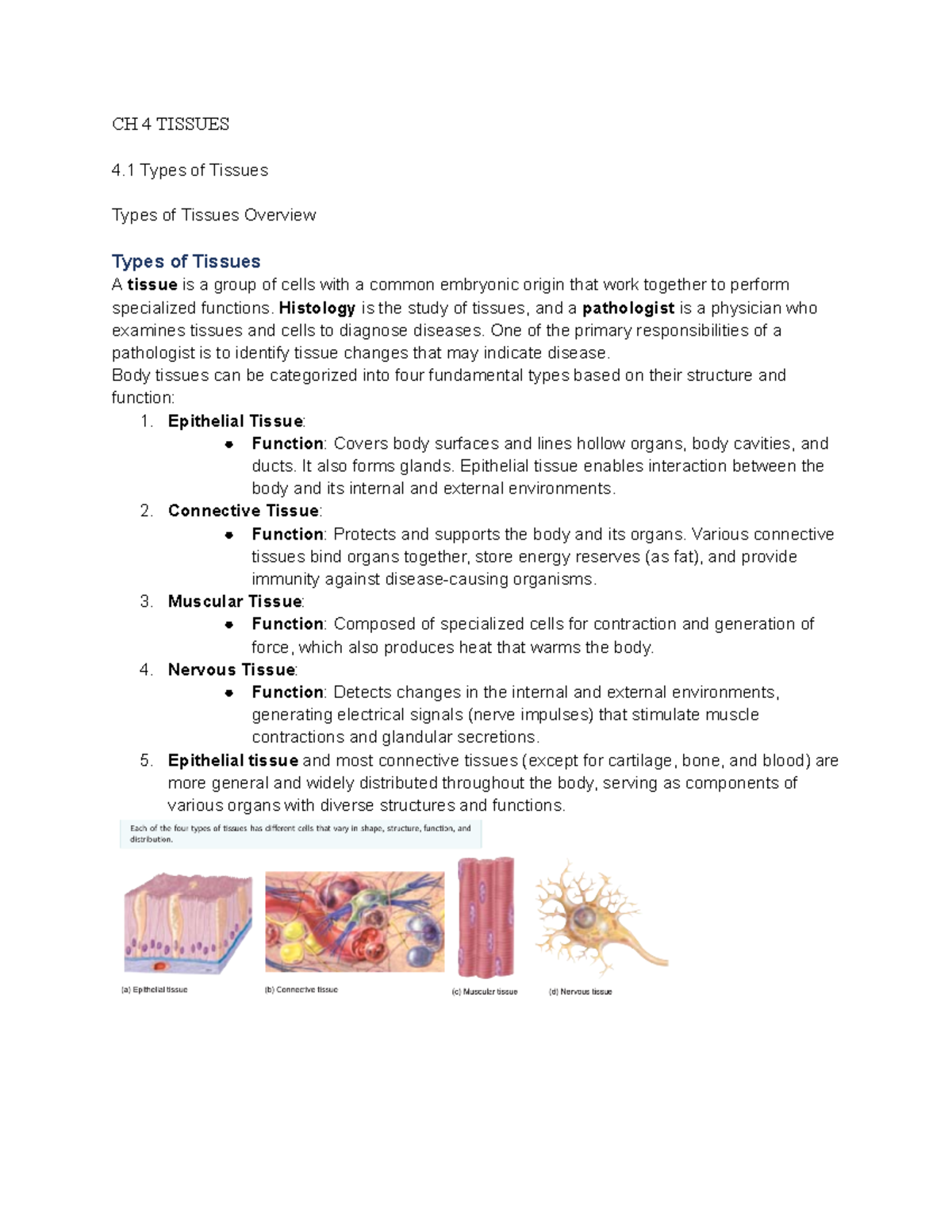 CH 4 Tissues - CH 4 TISSUES 4 Types of Tissues Types of Tissues ...
