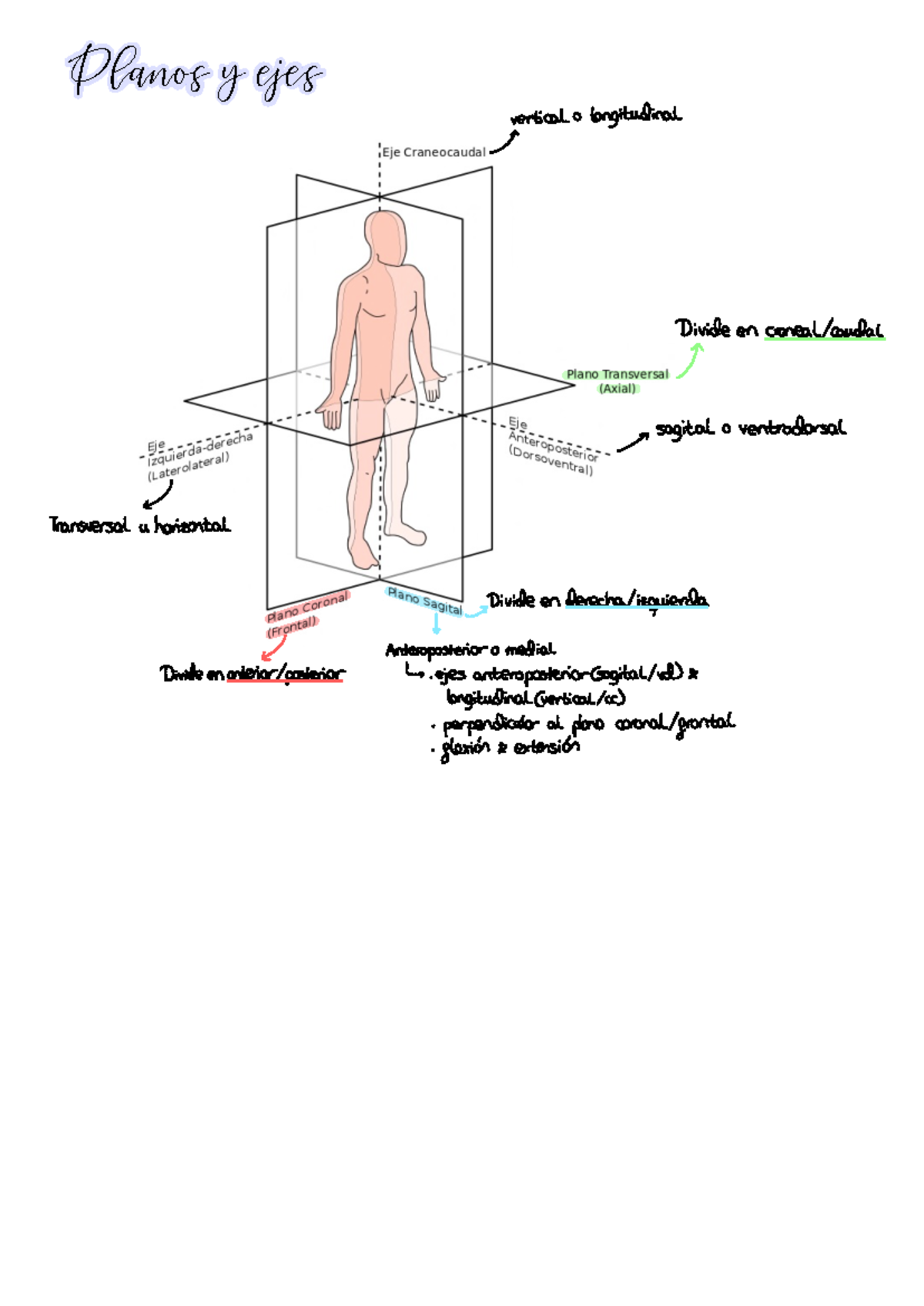 Teoría Osteo para imprimir - Planos y ejes gierticalo longitudinal ...