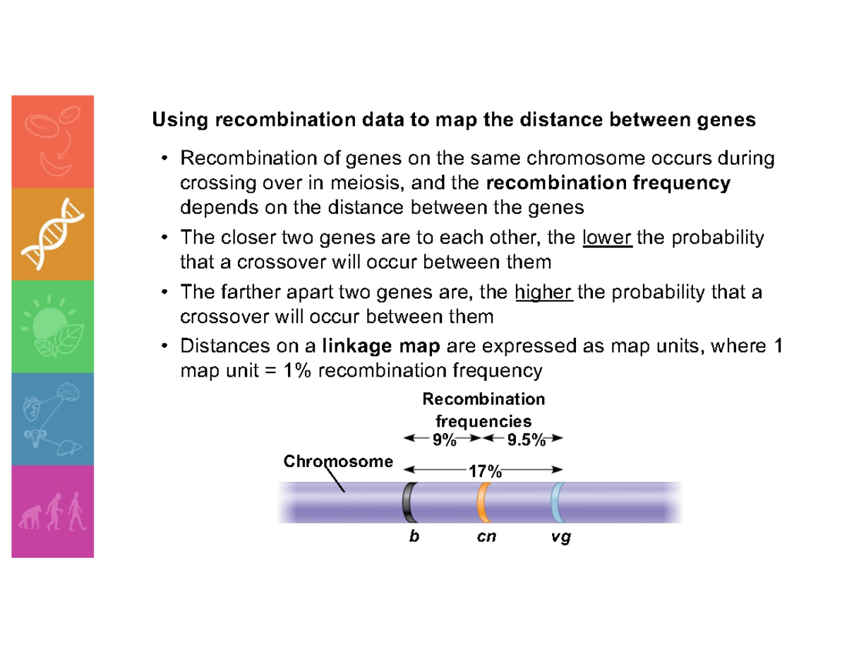 Class+19 Chromosome+replication+and+gene+expression+(pre-class+slides ...
