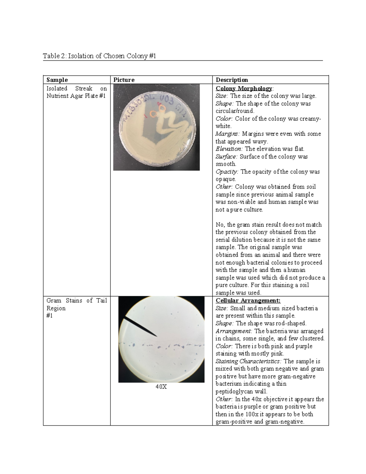 Class Activity 3 - Lab - Table 2: Isolation of Chosen Colony Sample ...