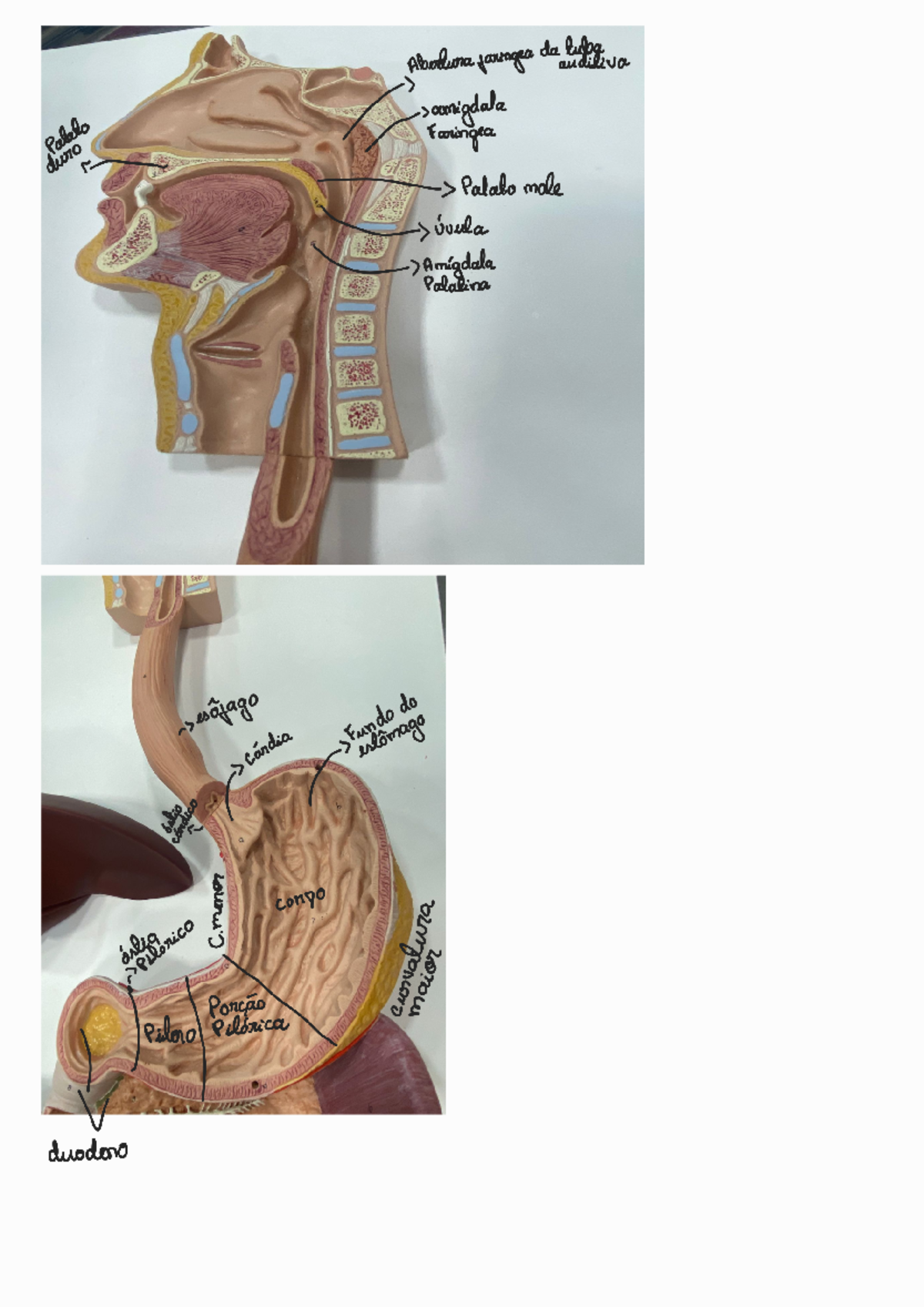 anatomia sistema digestório - Sitemas Orgânicos Integrados - Palato ...