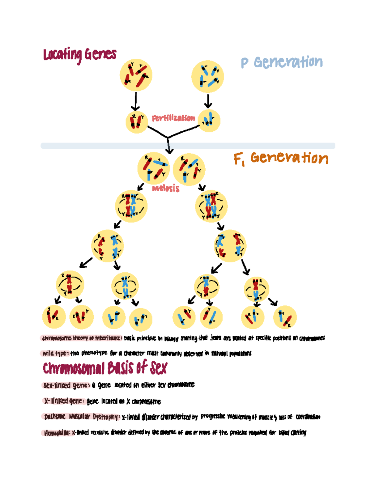 BIO 105 Chapter 15 Notes - Locating Genes its team P Generation page ...