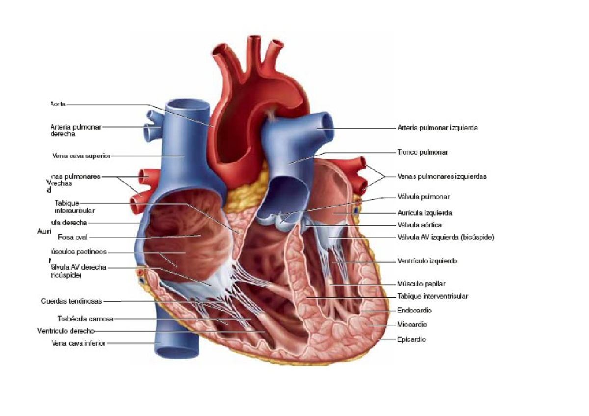 S. arterial fotos - Anatomía semestre 1 - Anatomia humana - Studocu