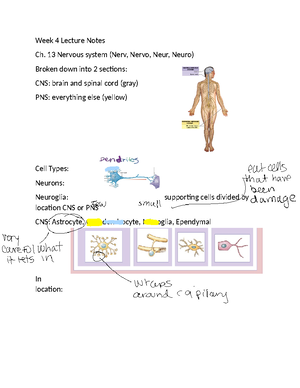 Week 6 Lecture Notes - Week 6 Lecture Notes Ch. 19 Endocrine system ...