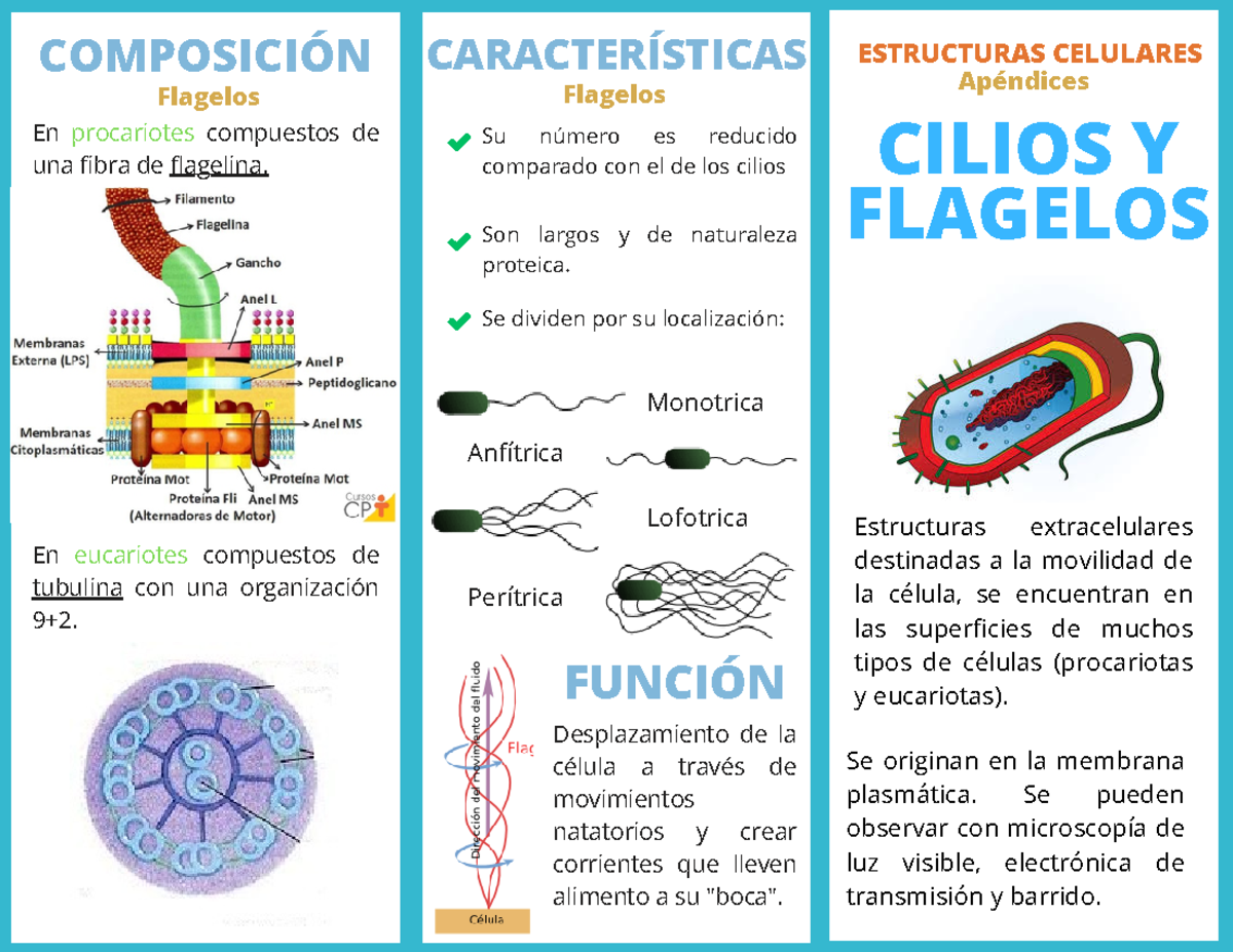 Folleto tríptico- Cilios y Flagelos - CILIOS Y FLAGELOS Apéndices ...