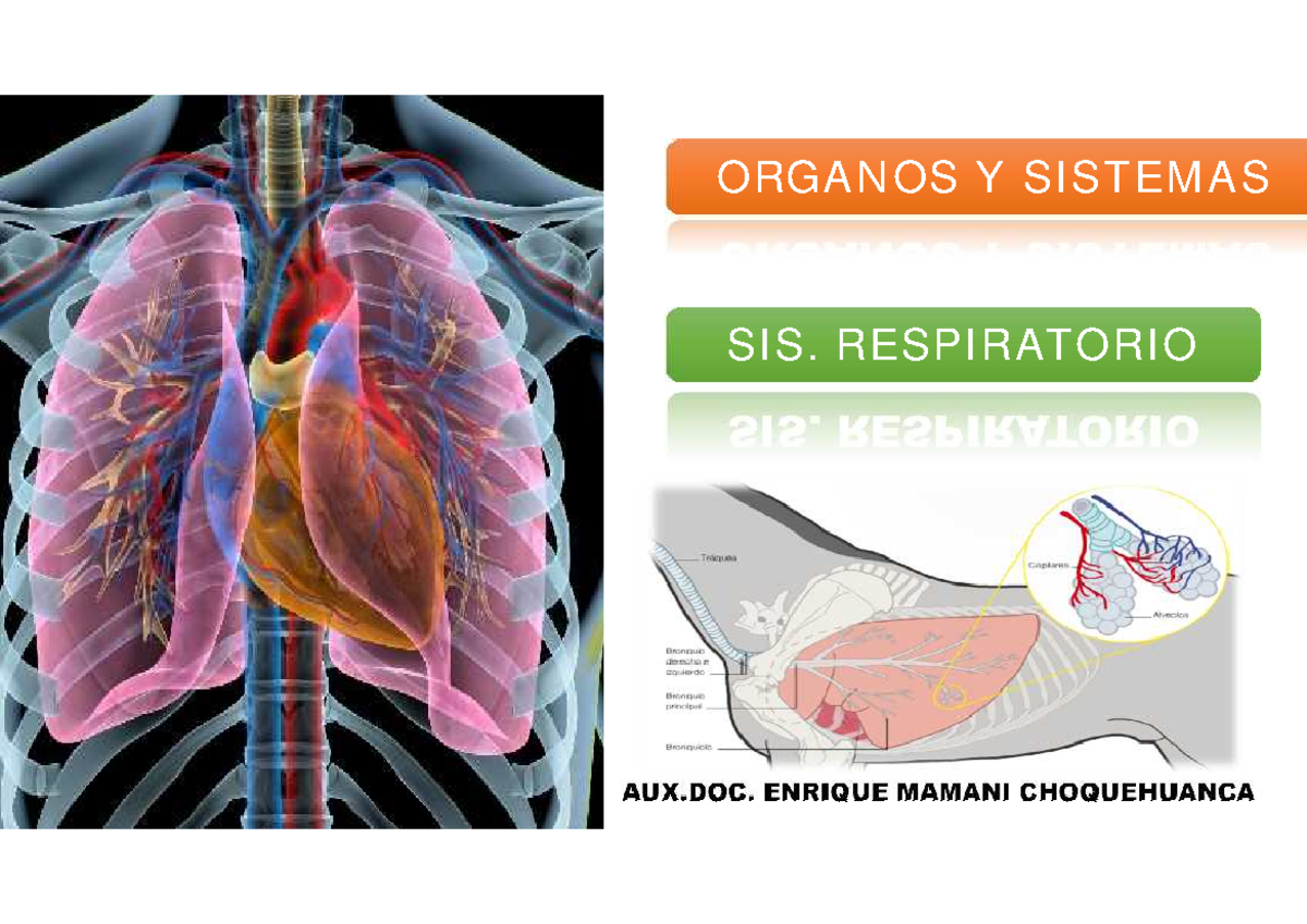 SIS. Respiratorio - ORGAN OS Y SI ST EM ASORGAN OS Y SI ST EM AS SI S ...