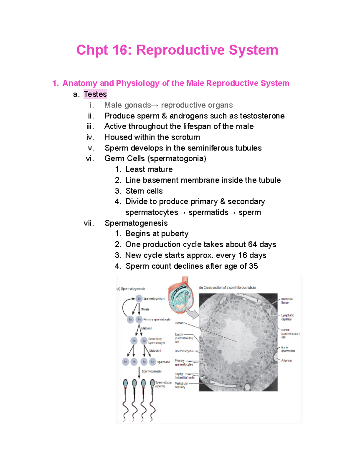 Chpt 16 notes-6 - chapter notes - Chpt 16: Reproductive System 1 ...