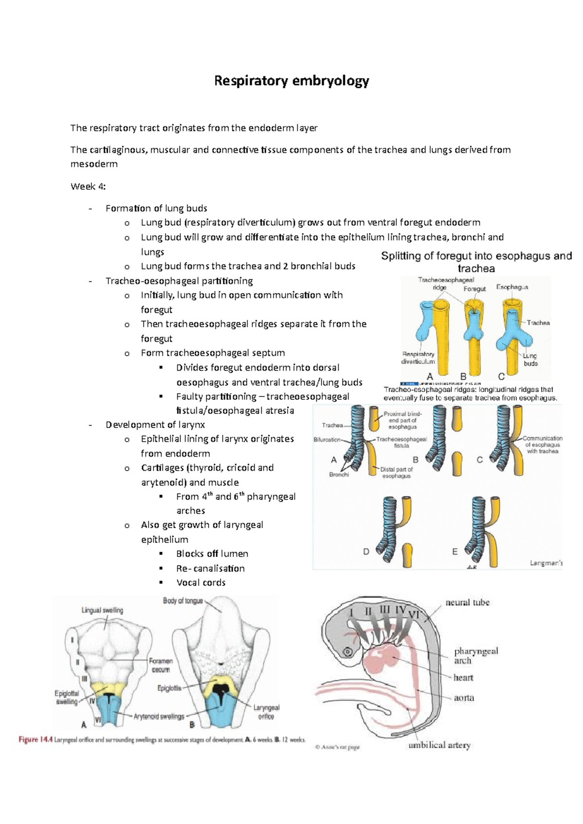 Respiratory embryology - 17 rounds of further subdivisions ...