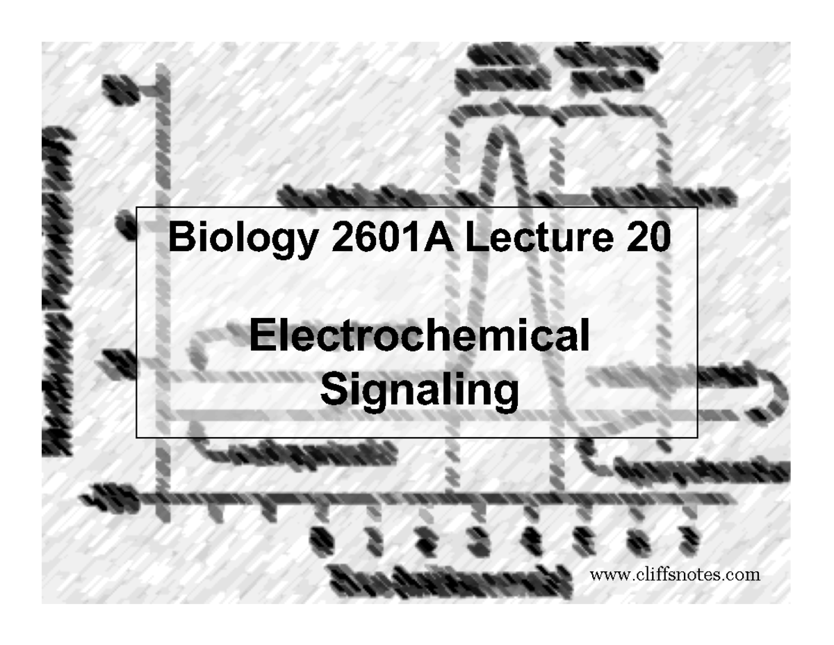 Lec20-Electrochemical Signaling Handout Posted - Biology 2601A Lecture ...