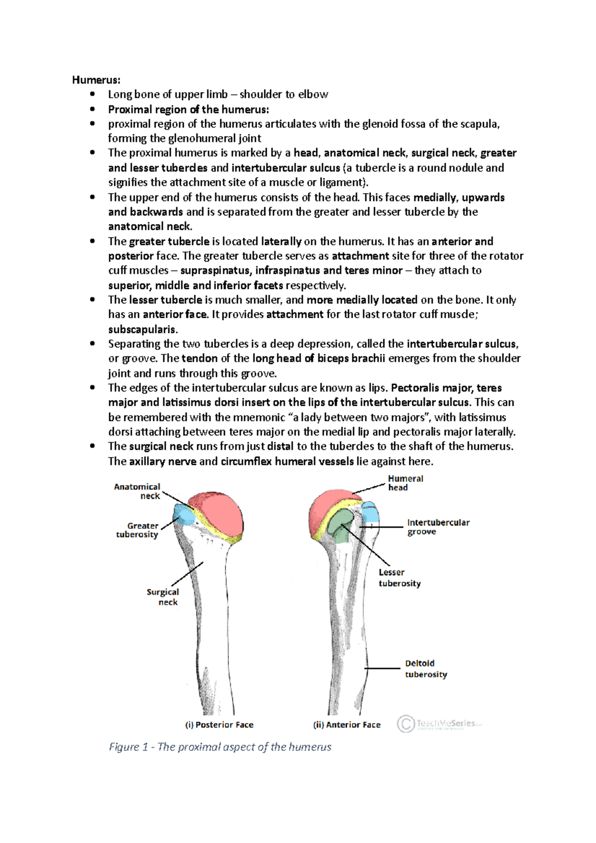 Humerus - Humerus: Long bone of upper limb – shoulder to elbow Proximal ...