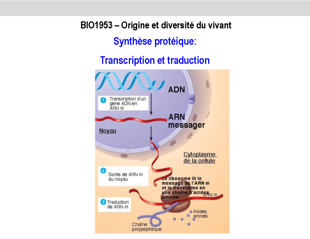 7-séance 7 A22 étudiant - Synthèse protéique: Transcription et ...