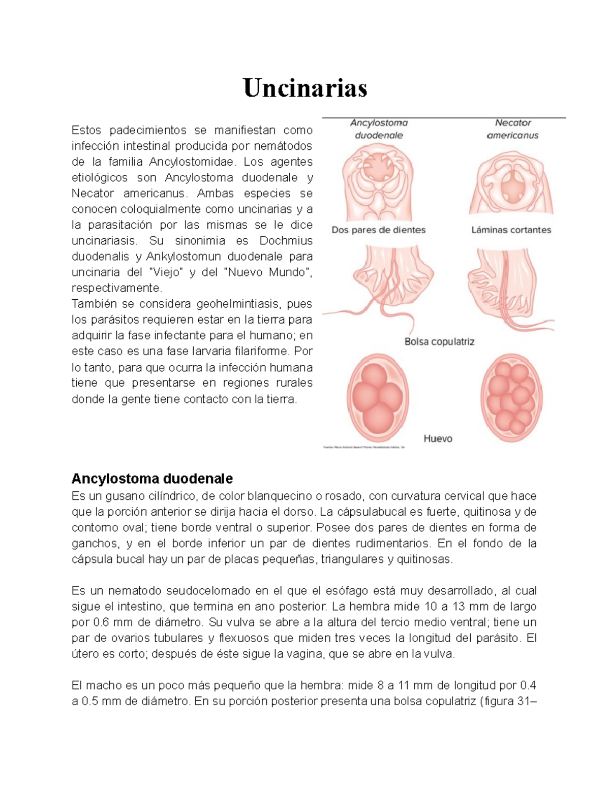 a uncinariasis humana es causada por la infección con los ... con ...