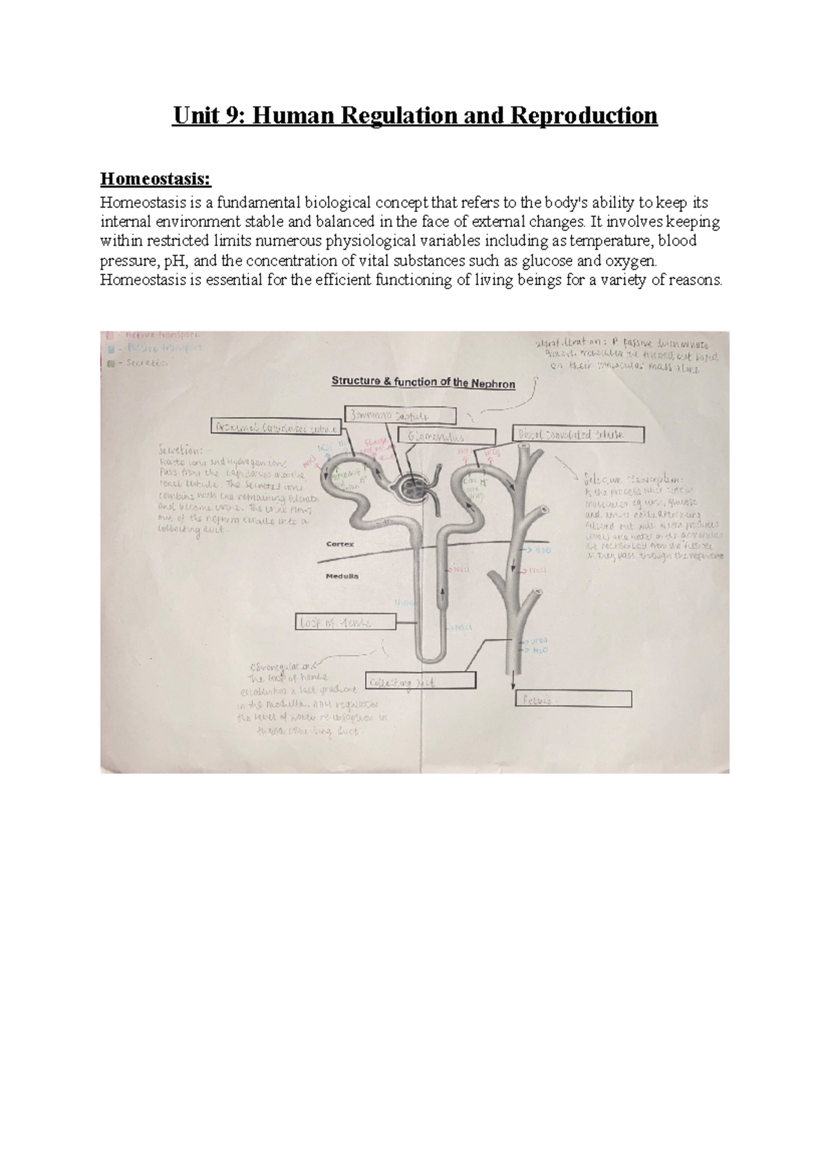 Unit 9 - Human Regulation and Reproduction - Unit 9: Human Regulation ...