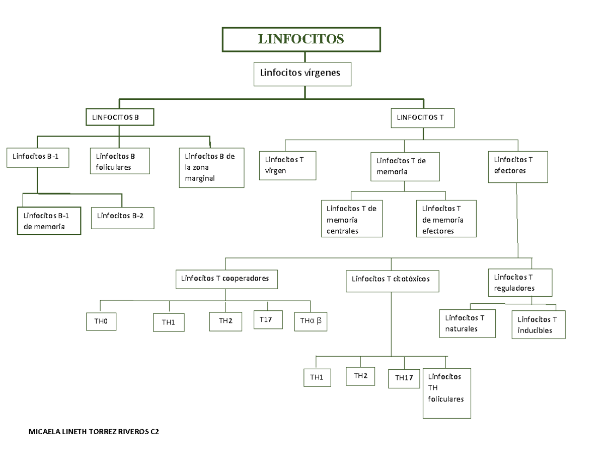 MAPA Conceptual Linfocitos - LINFOCITOS Linfocitos vírgenes LINFOCITOS B LINFOCITOS T Linfocitos ...