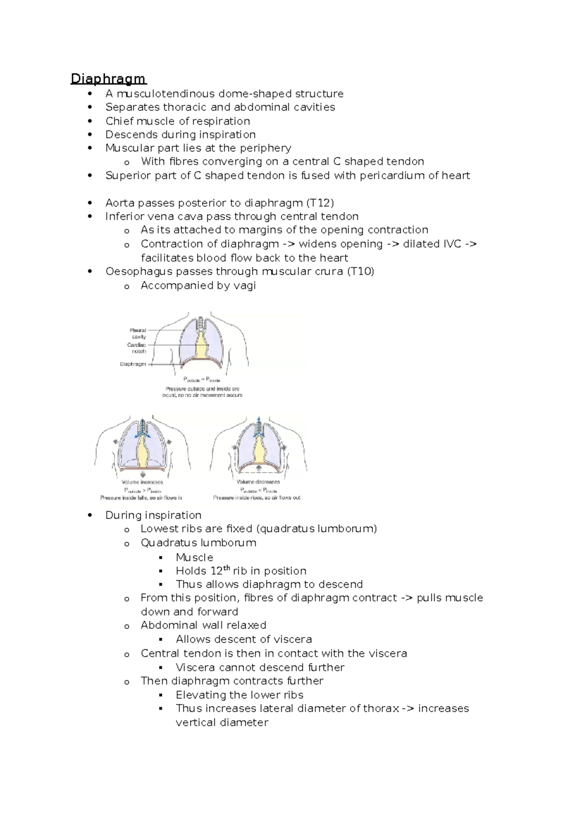 Diaphragm - Lecture notes Notes about physiology - Diaphragm A ...