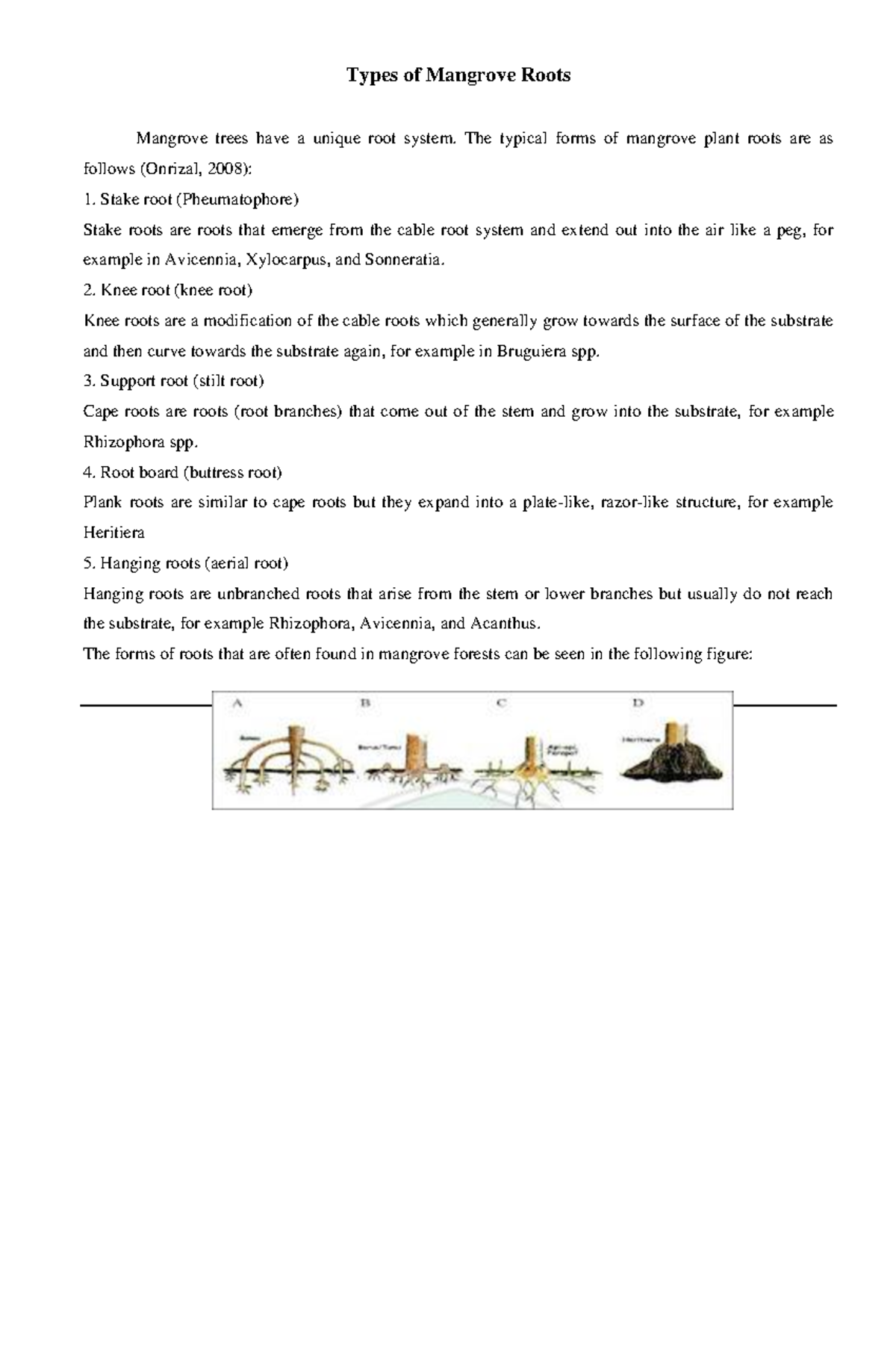 Types of Mangrove Roots - Types of Mangrove Roots Mangrove trees have a ...