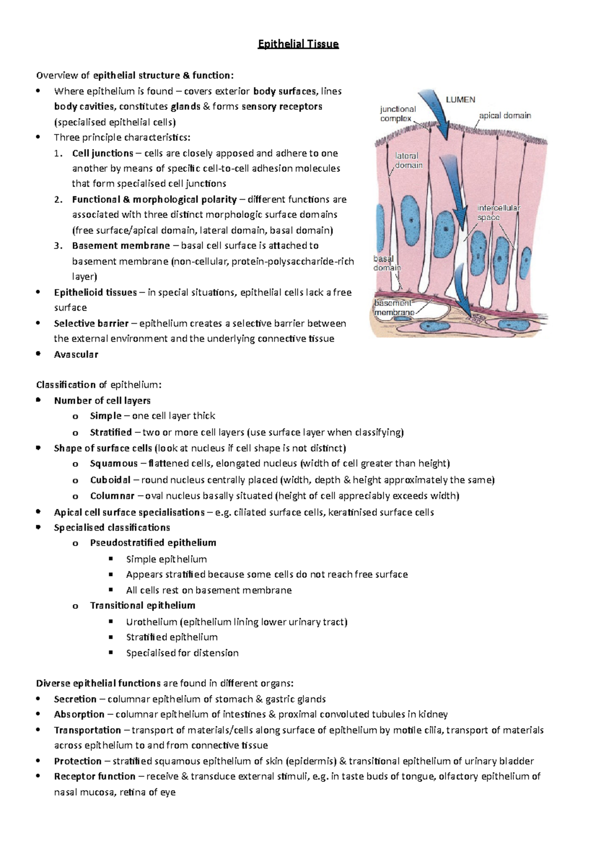 1 2 Study notes Epithelium Glands - Epithelial Tissue Overview of ...