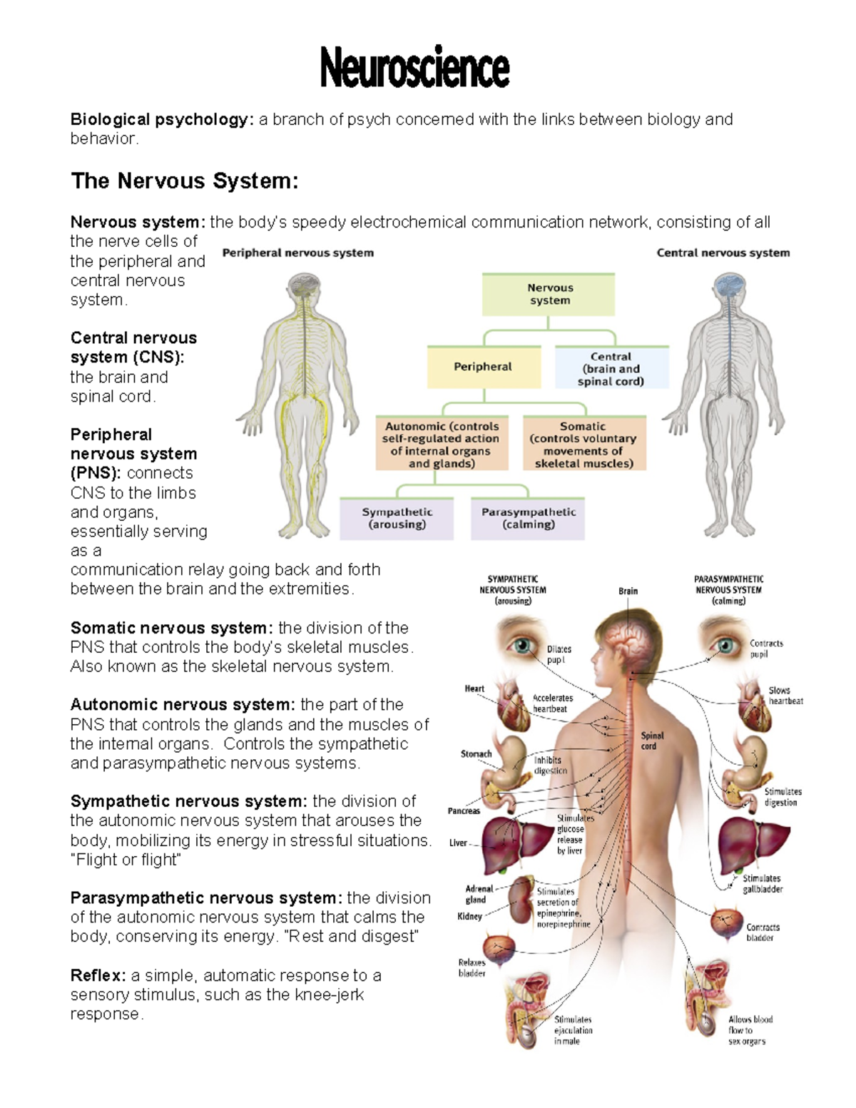 Neuroscience Review Sheet - Biological psychology: a branch of psych ...