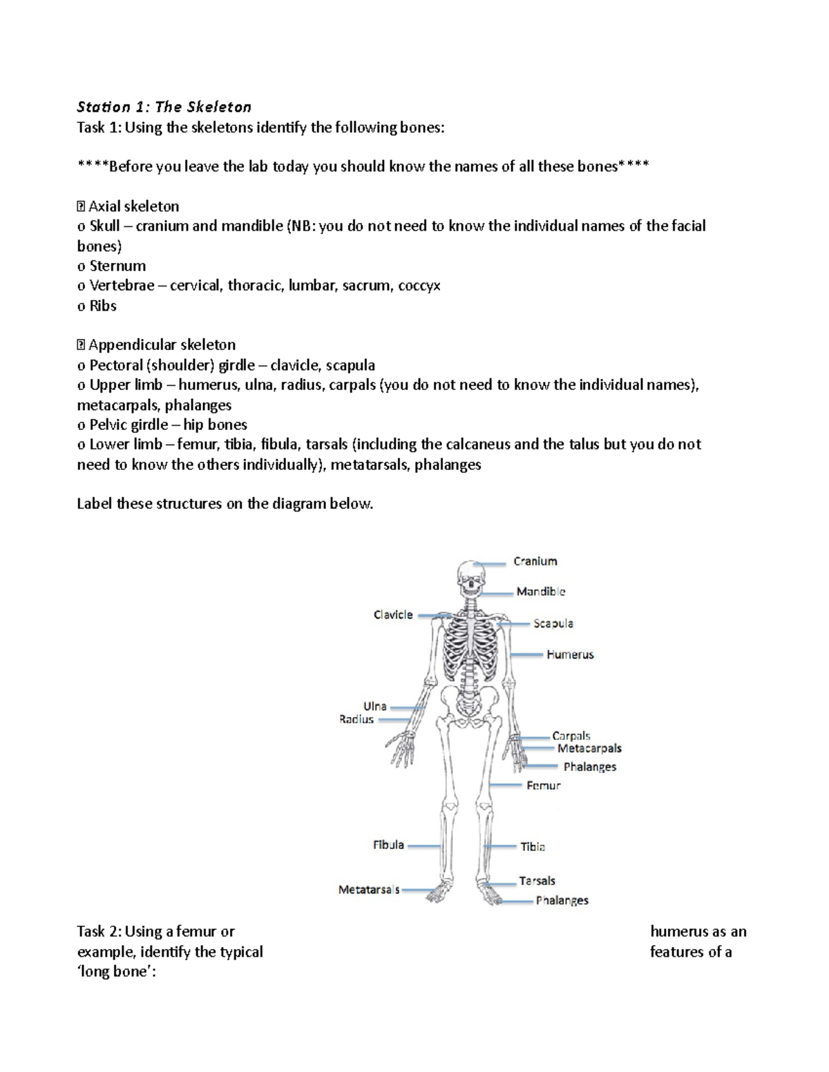 Anatomy Prac work book answers - Station 1: The Skeleton Task 1: Using ...