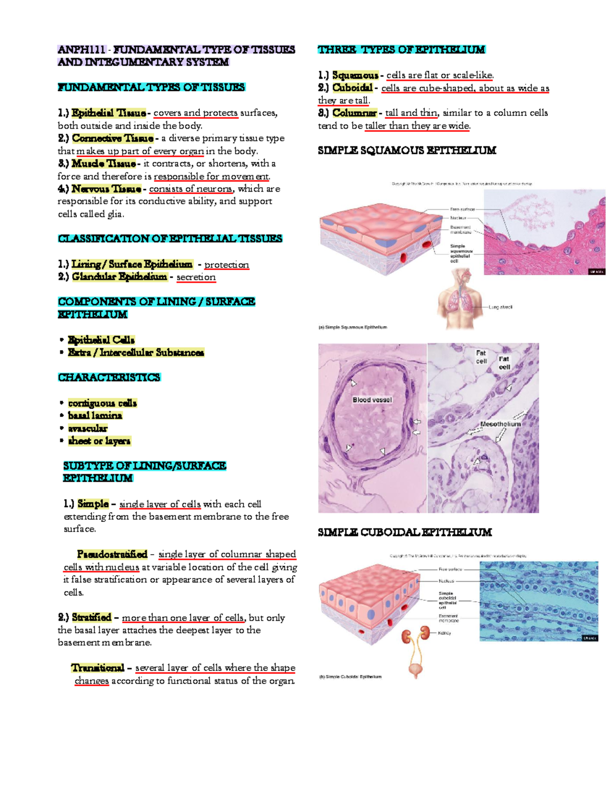 Fundamental Tissues - ANPH 11 1 - FUNDAMENTAL TYPE OF TISSUES AND ...