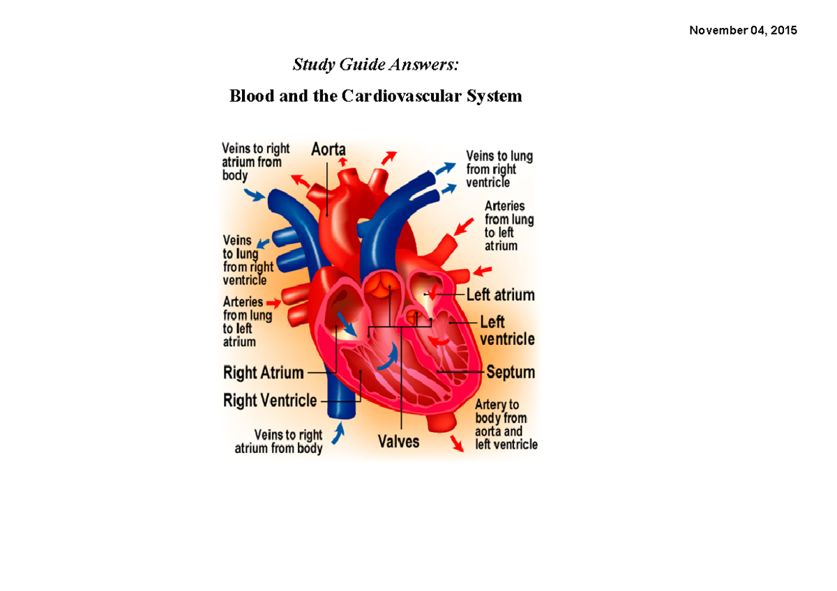 Blood and Cardio Test Study Guide Answers Fall 2015 - Study Guide ...