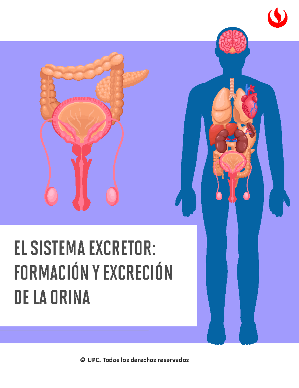 ME129 Semana 6 Sistema excretor formacion y excret V2 copia - el ...