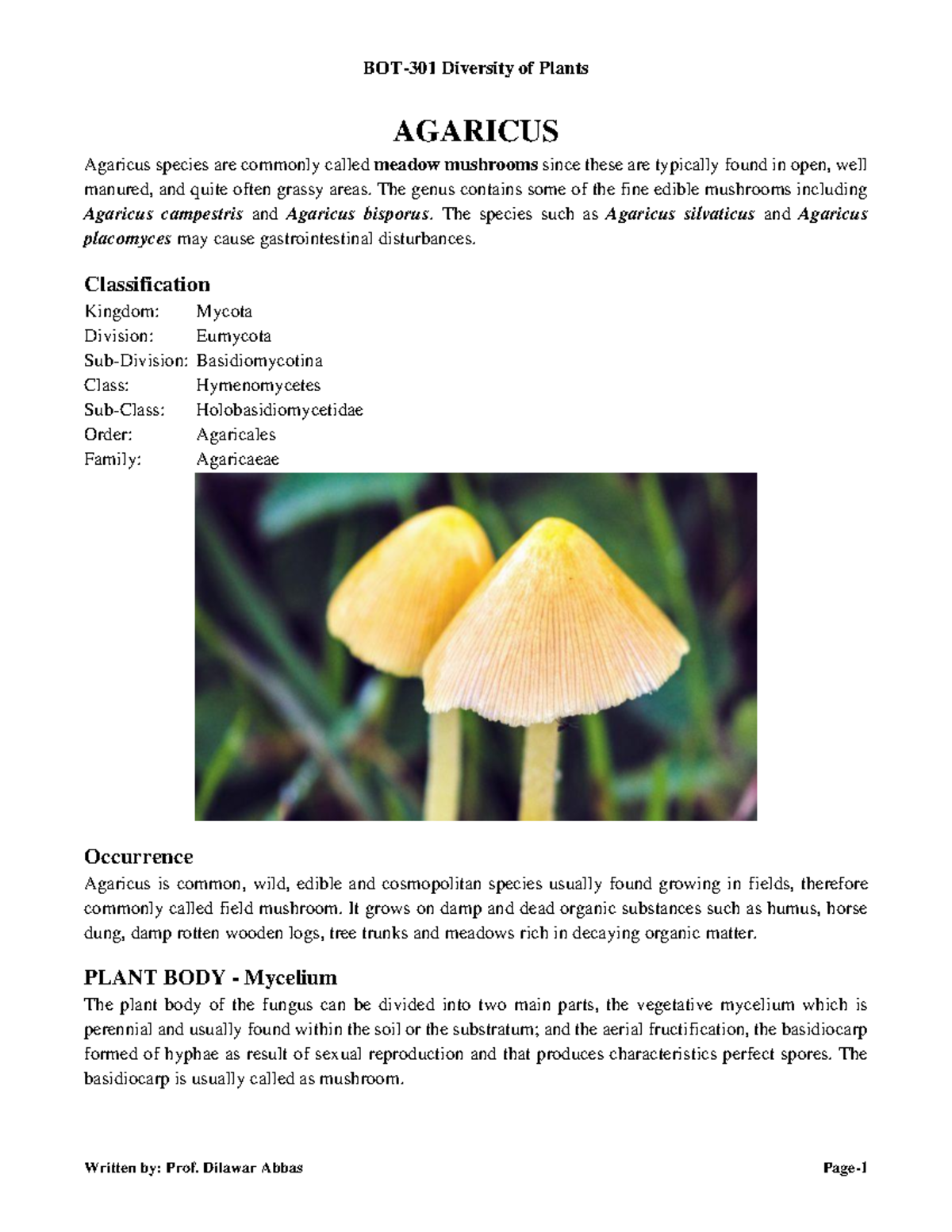 Agaricus - Diversity of plants - AGARICUS Agaricus species are commonly ...