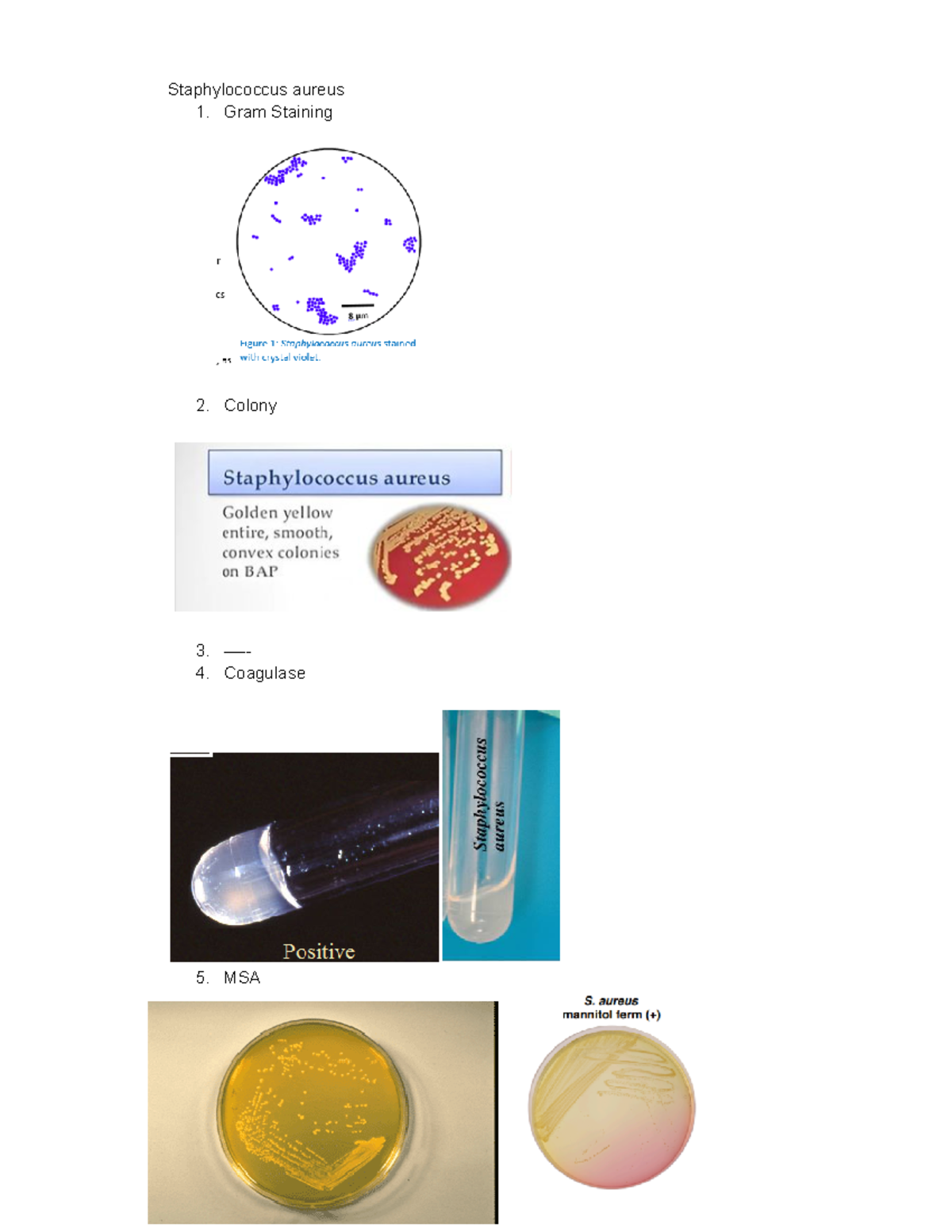 Bacts - Veterinary Bacteriology And Mycology - Staphylococcus aureus 1 ...
