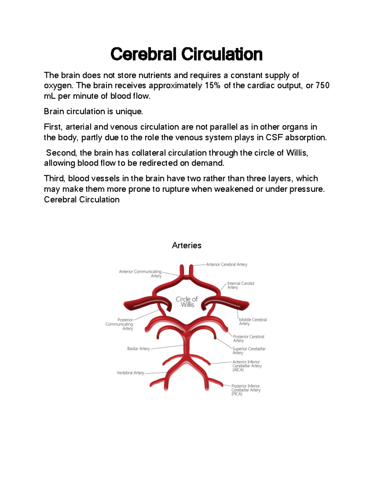 Cerebral Circulation - The brain receives approximately 15% of the ...