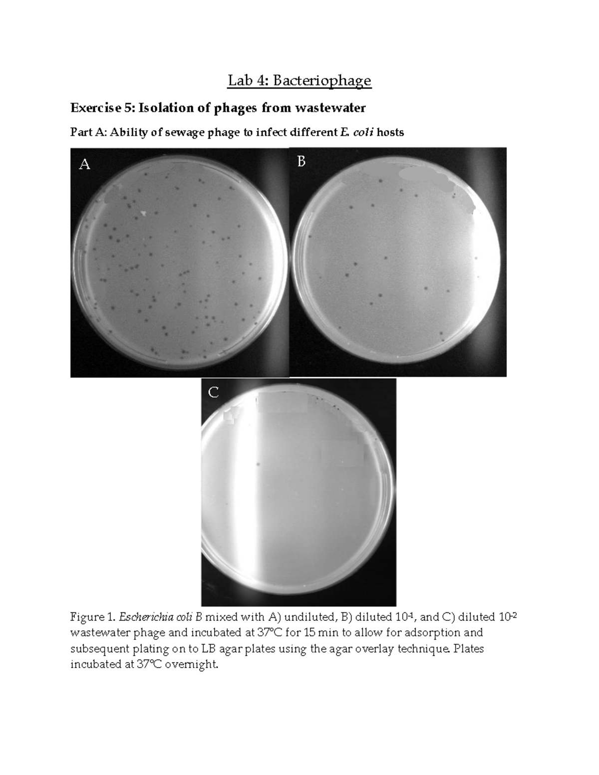 Lab4 Results - Lab 4: Bacteriophage Exercise 5: Isolation of phages ...