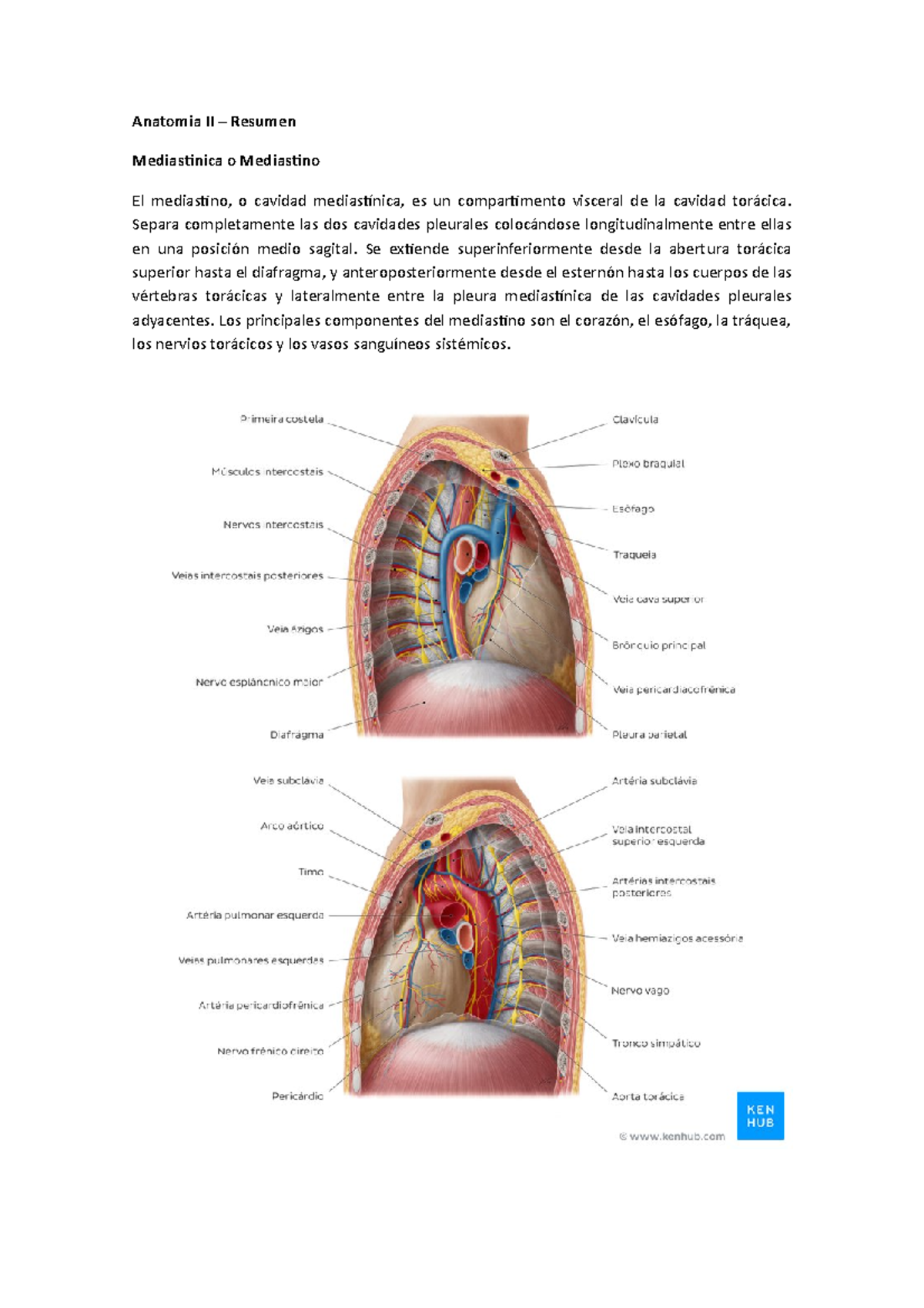 Mediastino Resumen - Anatomia II – Resumen Mediastinica o Mediastino El ...