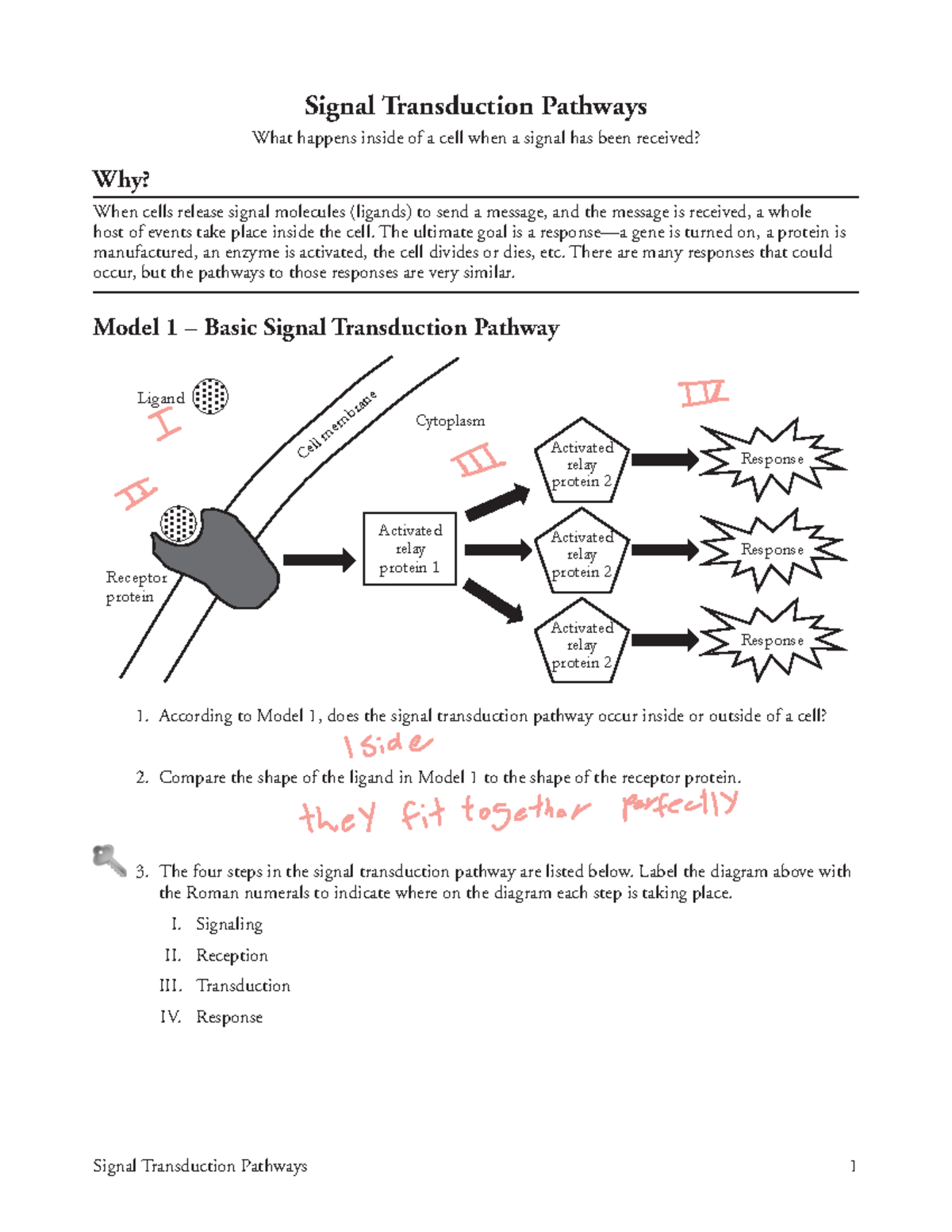 13 Signal Transduction Pathways-S copy - Signal Transduction Pathways 1 ...