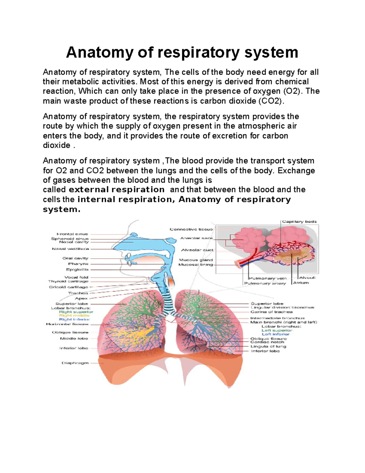 Anatomy of respiratory system - Anatomy of respiratory system Anatomy ...