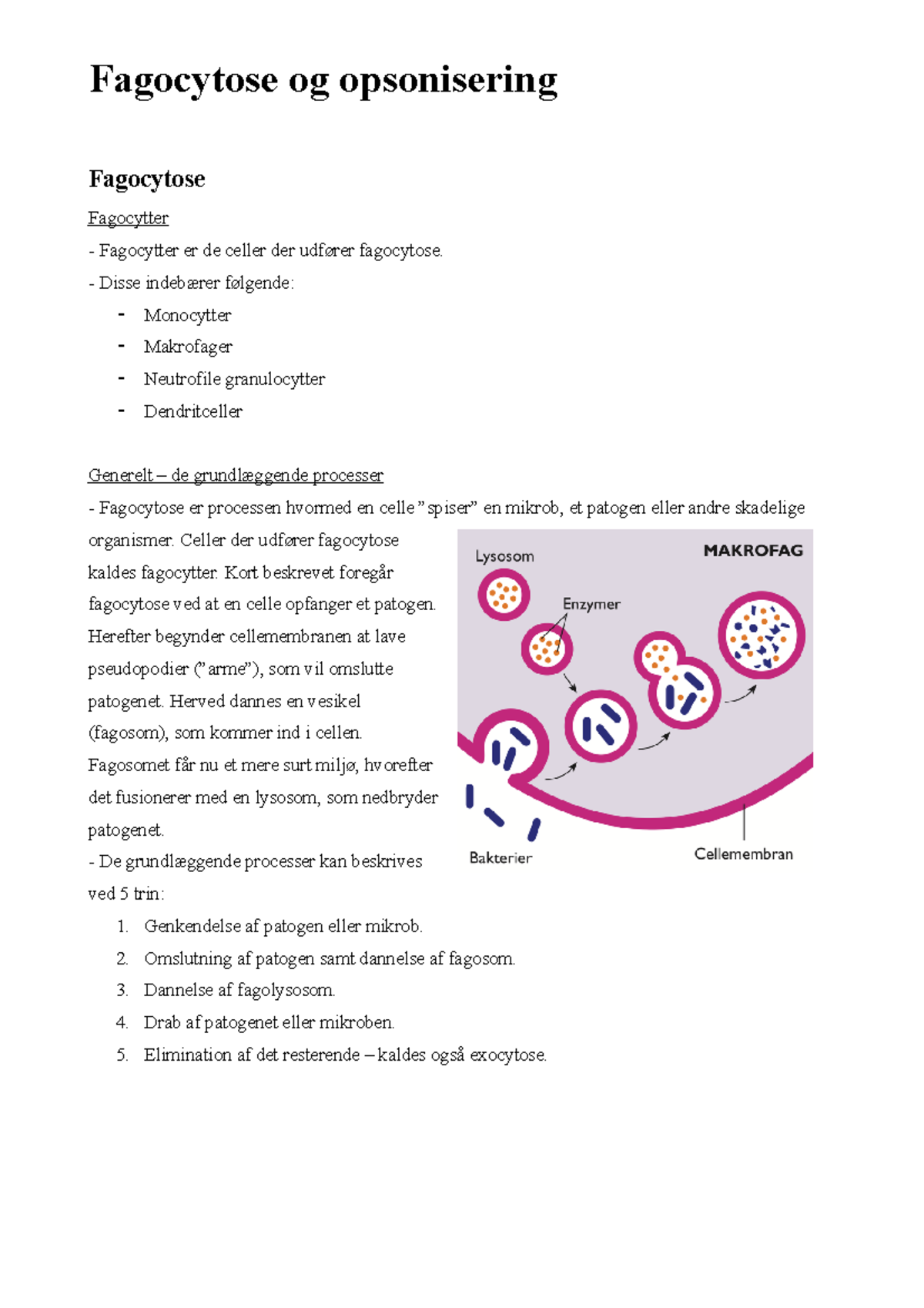 Fagocytose og opsonisering - Fagocytose Fagocytter Fagocytter er de ...
