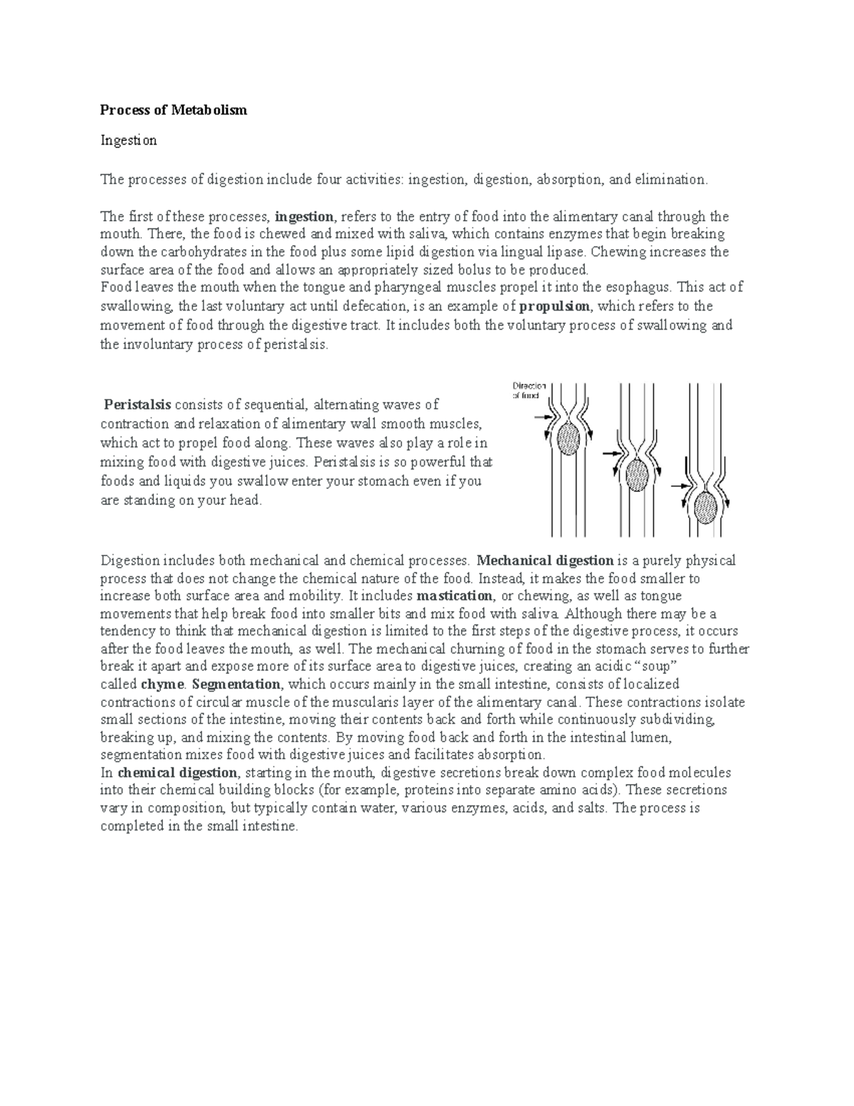 Ingestion Digestion Summary Process Of Metabolism Ingestion The